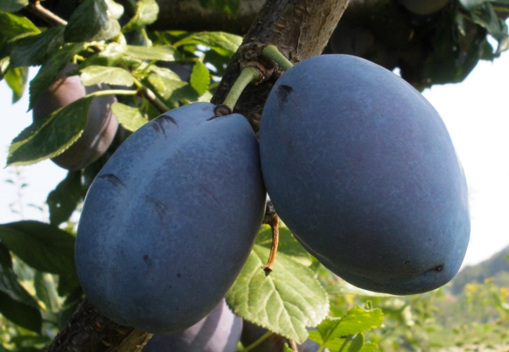 Plum - Stanley - Rasadnik Franceskija